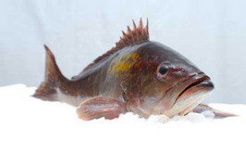 fresh frozen (Fish, Fetoeidi, Mollusks, shells, Vegetables, Fruits)