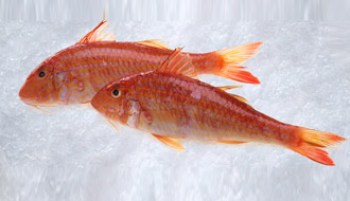 fresh frozen (Fish, Fetoeidi, Mollusks, shells, Vegetables, Fruits)